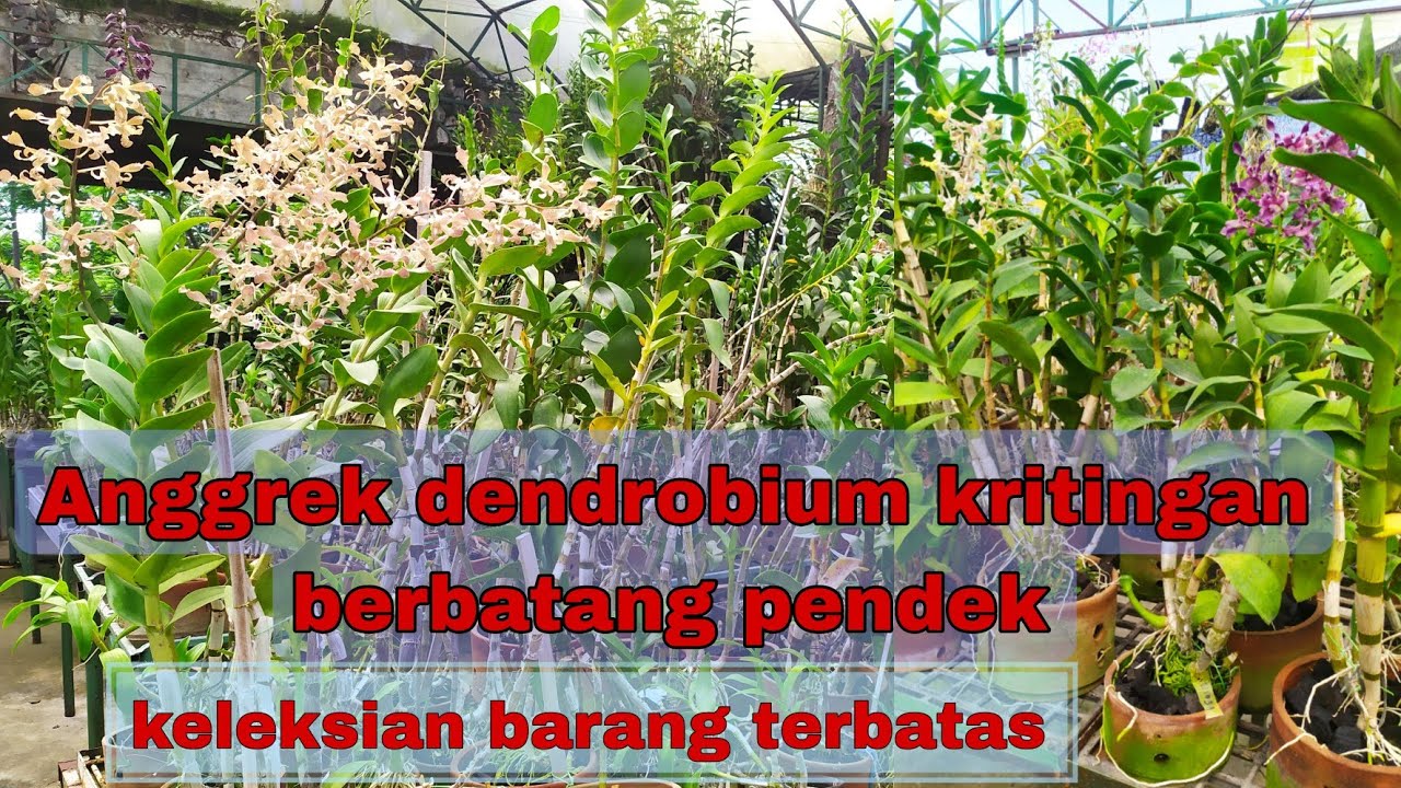 Spesial Malam Minggu Promo Anggrek Kritingan Plant Mini - YouTube