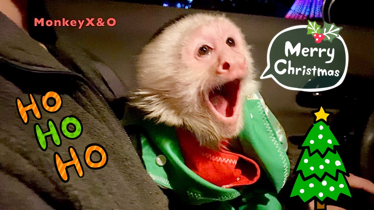 Capuchin Monkey LOVES Christmas Light SHOW! - YouTube
