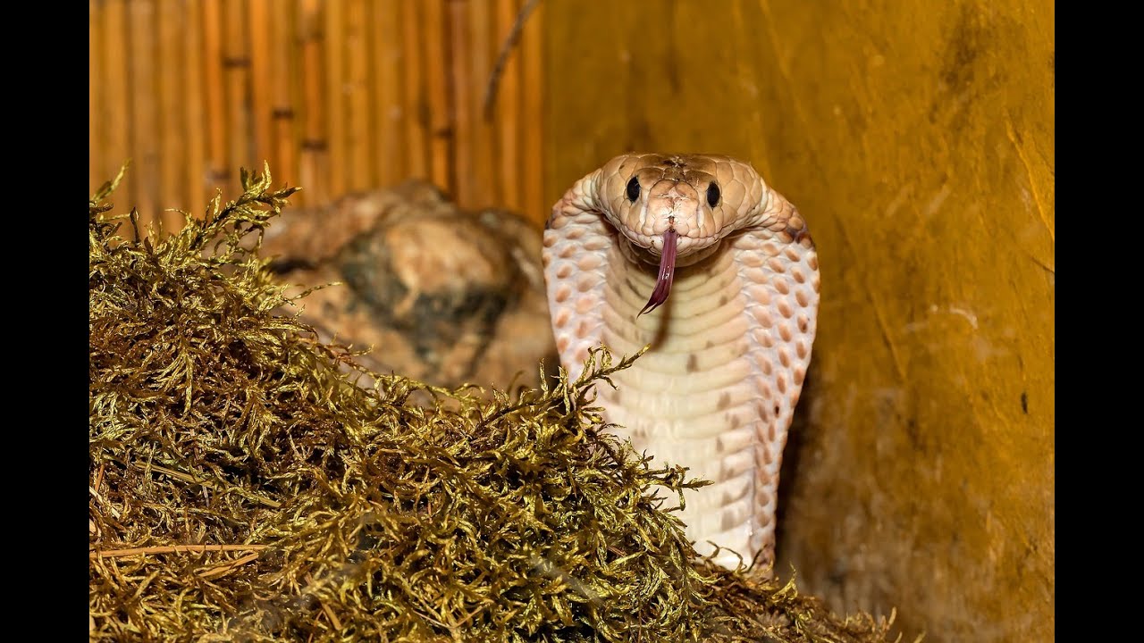 Cobra Rap Video - YouTube