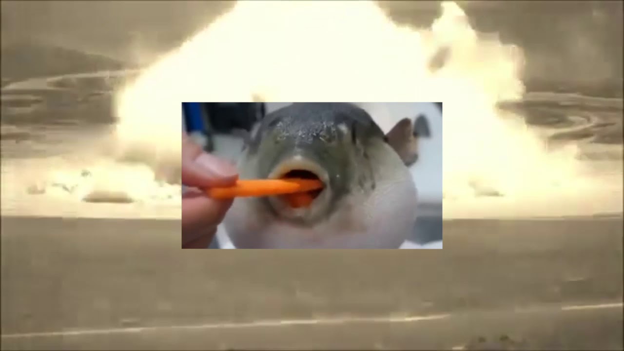 Blowfish + Explosion Meme - YouTube
