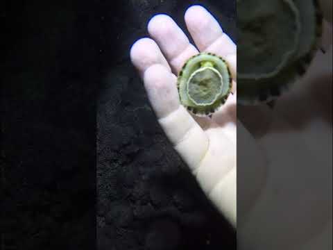 Cellana rota (limpet) - צלחית אילתית