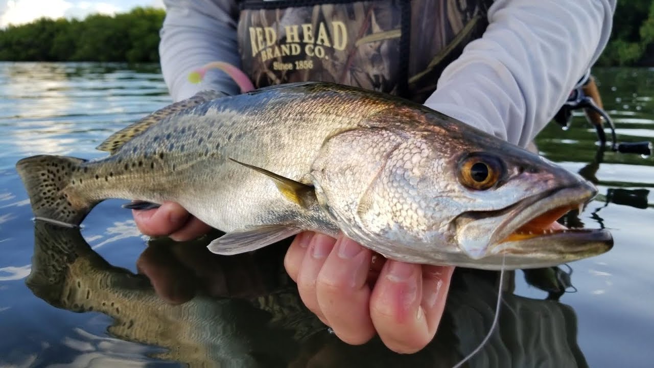 NON STOP Sea Trout ACTION! Inshore Wade Fishing
