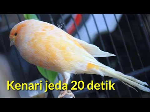 🔴 Kenari jeda 20 detik Masteran murai batu
