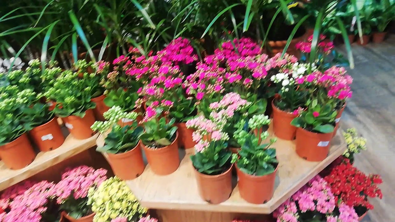 ornamental plants and fresh flower on the pot - YouTube