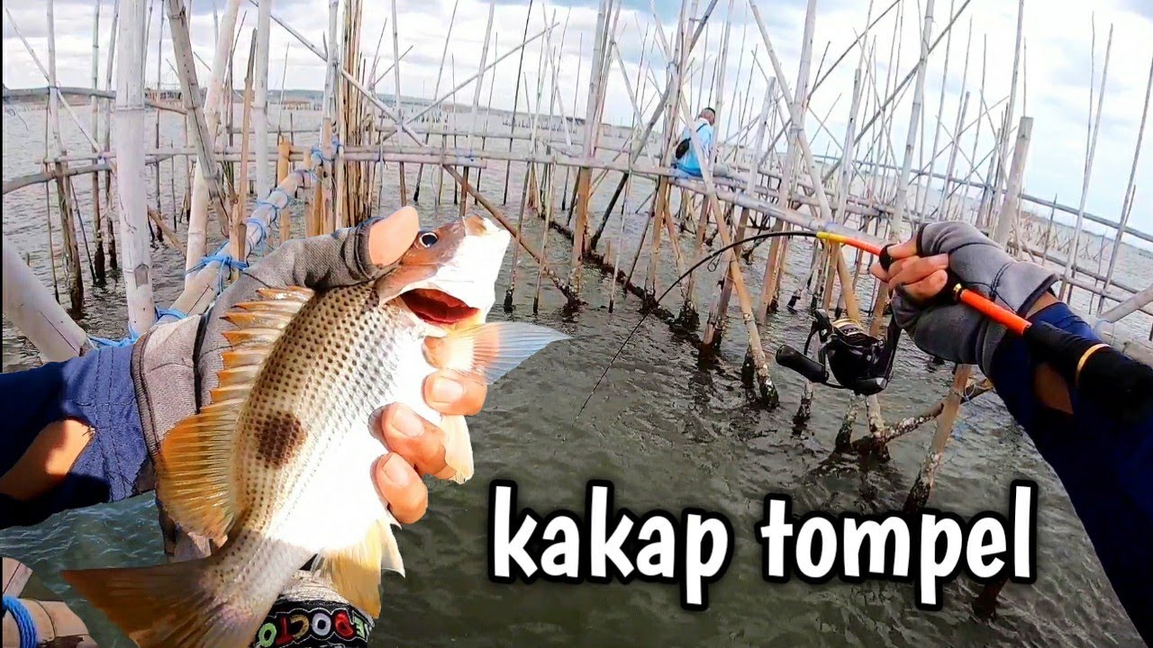 KAKAP TOMPEL BAGAN/BERANJANG GRESIK PANTURA_191 - YouTube