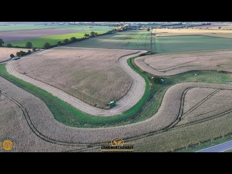 Engsaat Mais Dreschen mit 12 Reiher Maispflücker & Körnermais direkt auf LKWs Verladen Tierfutter 