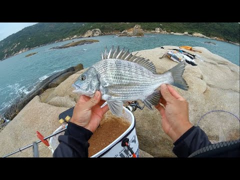 12/11/2022對面山黑沙，甩口大，MARUKYU SET100氨基酸常温練餌使用@SHIMANO鱗海LIMITED06-530(紀州釣) - YouTube