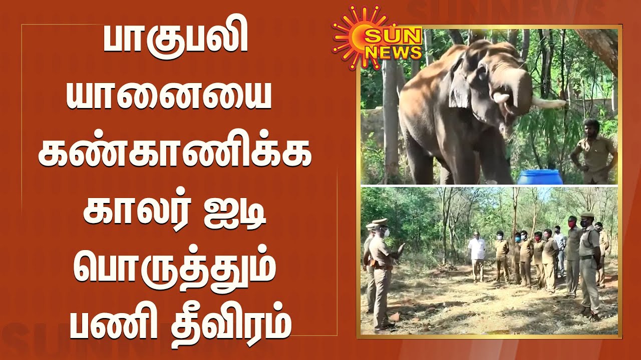 பாகுபலி யானையை கண்காணிக்க காலர் ஐடி பொருத்தும் பணி தீவிரம் | bahubali ...