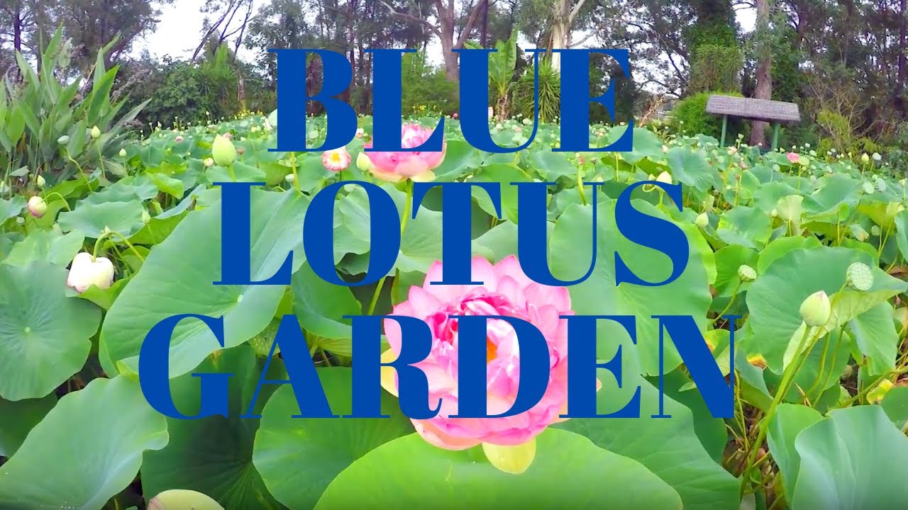 Blue Lotus Garden - Yarra Junction Victoria - Australia . - YouTube