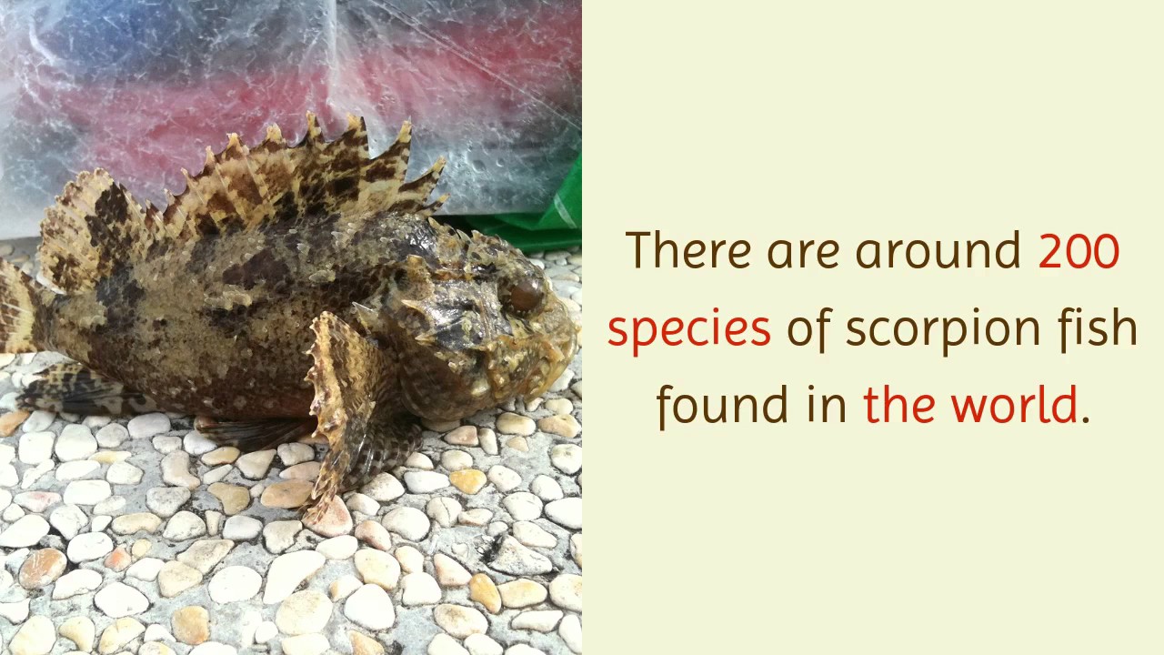 13 Amazing Facts You Should Know About Scorpion Fish - YouTube