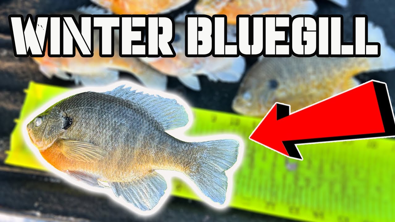 Winter Panfishing for Giant Bluegill! (Bear Rock Lakes, West Virginia ...
