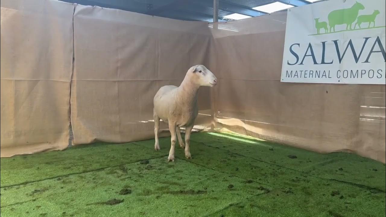 Salway lot 44 - YouTube