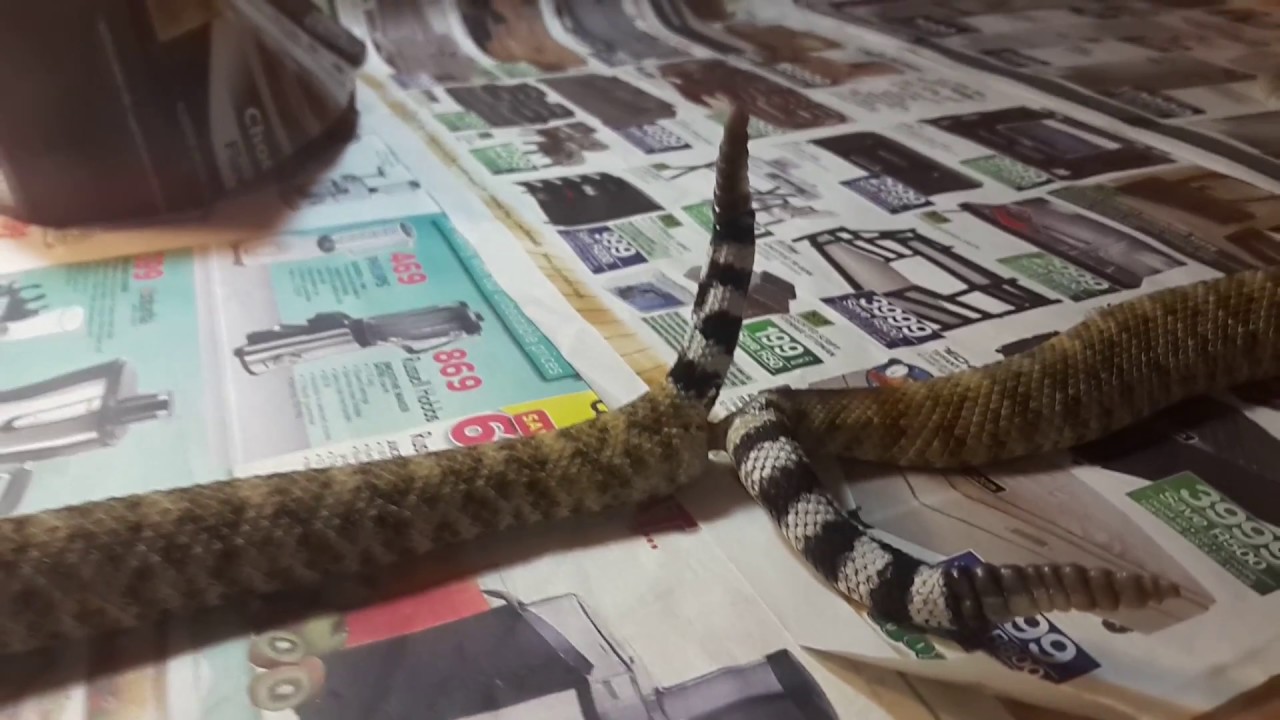 Pair of Western Diamondback Rattlesnakes Mating.mp4 - YouTube