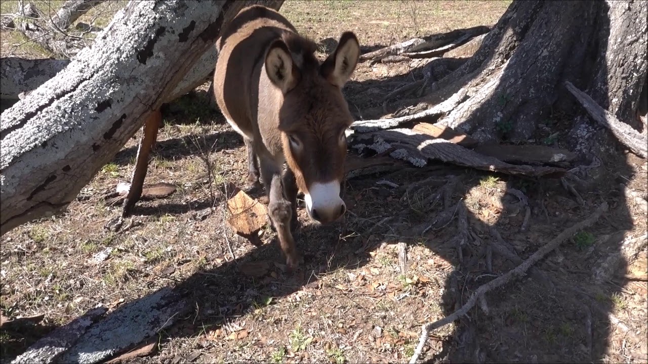 2019 Farmhouse Inn At 100 Acre Farm - Madison, Georgia - Farm Animals ...