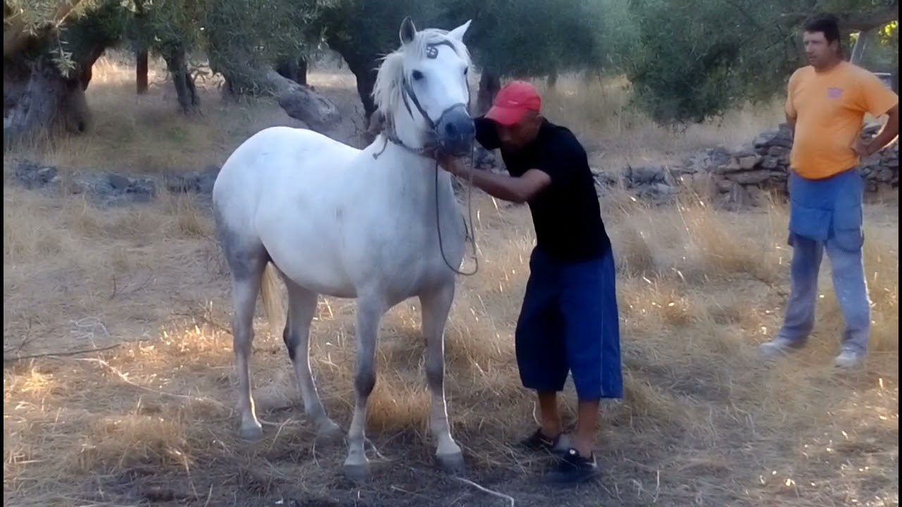 Ανάβαση σε άγριο άλογο - YouTube