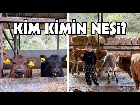 TÜM BUZAĞILARIMIZ | Detaylı İnceleme