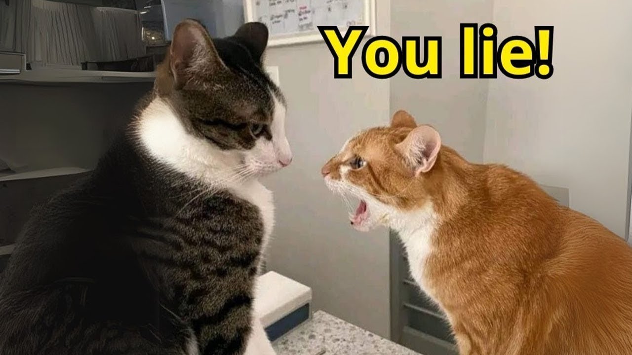 Angry Cat Says “YOU LIE!” 🤣😹 Funniest Cat Argument Ever - YouTube