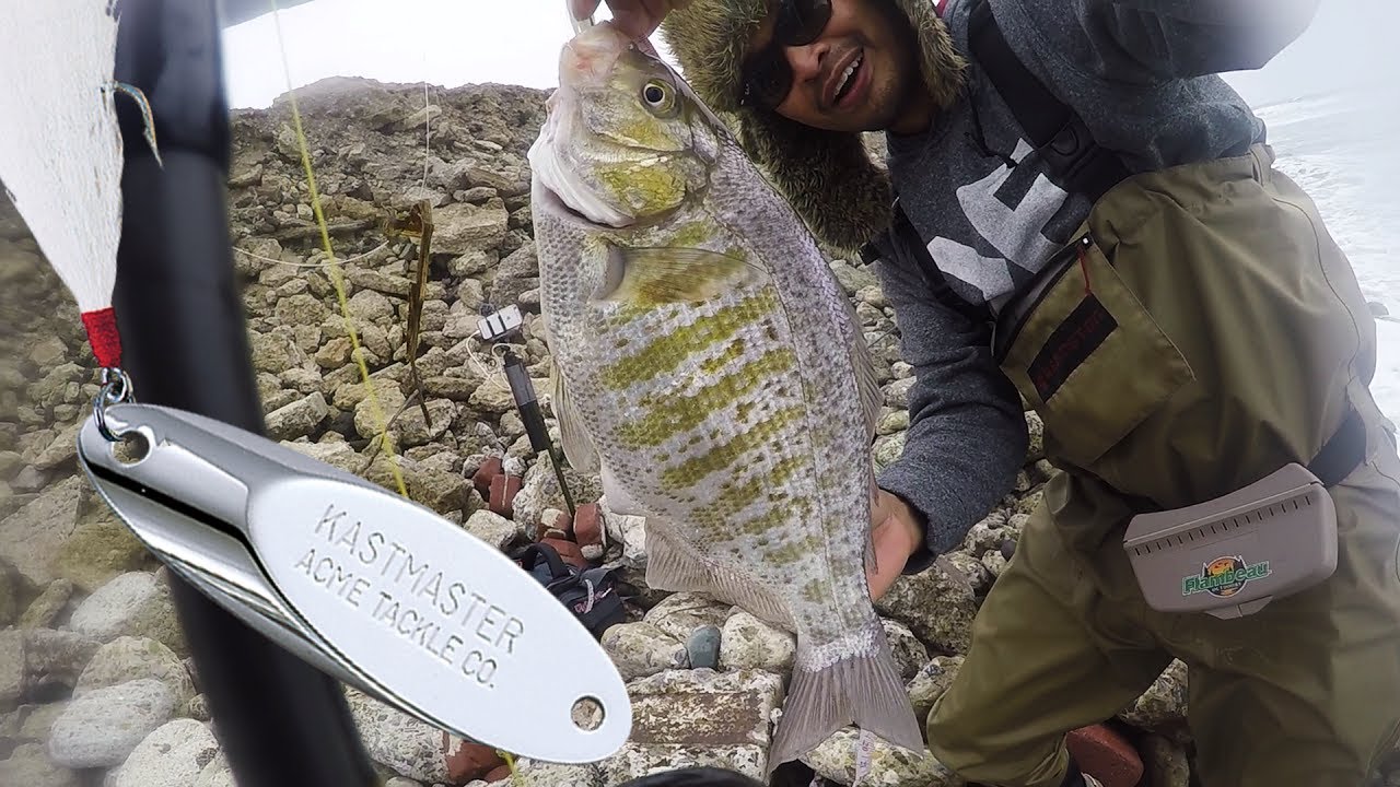 Huge Kastmasters Catch HUGE Surfperch! | Back-to-Back PB Barred and ...