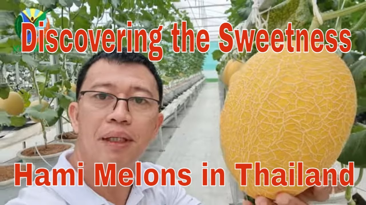 Discovering the Sweetness of Hami Melons in Thailand - YouTube