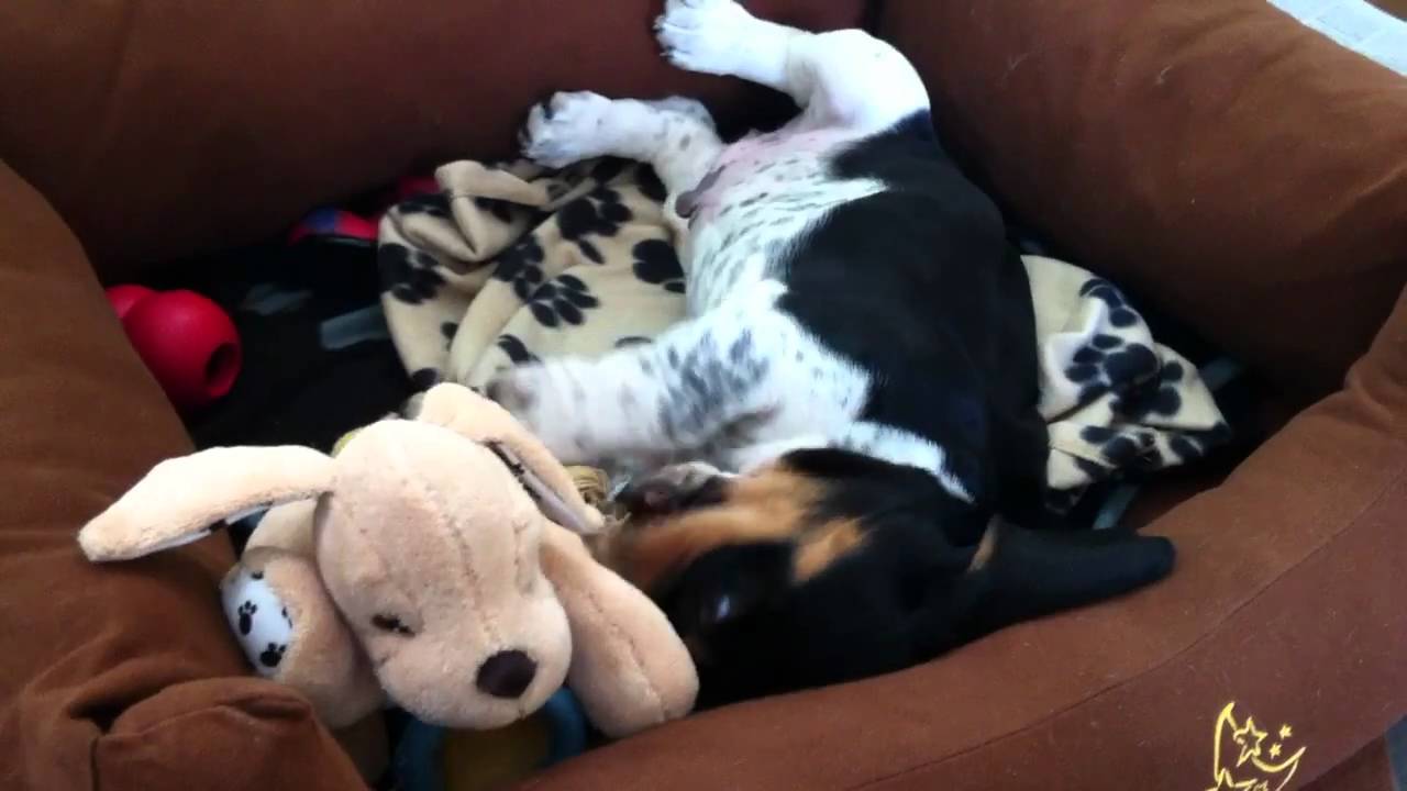 basset hound tele z Gaspard 8 semaines - YouTube