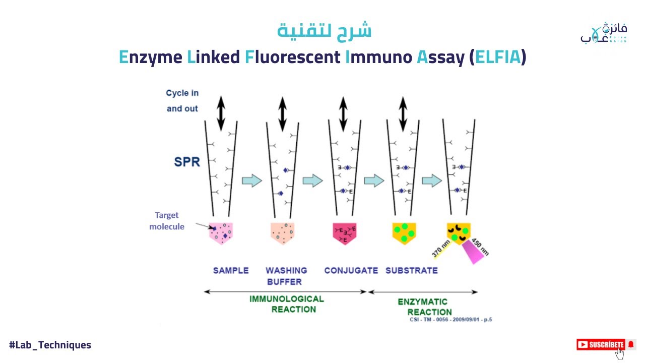 شرح لتقنية Enzyme Linked Fluorescent Immune Assay ELFIA - YouTube