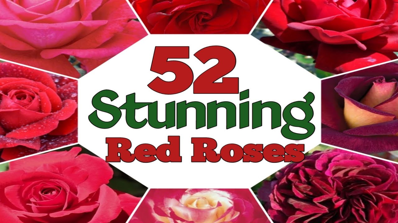 52 Stunning Types of Red Roses Plants... - YouTube