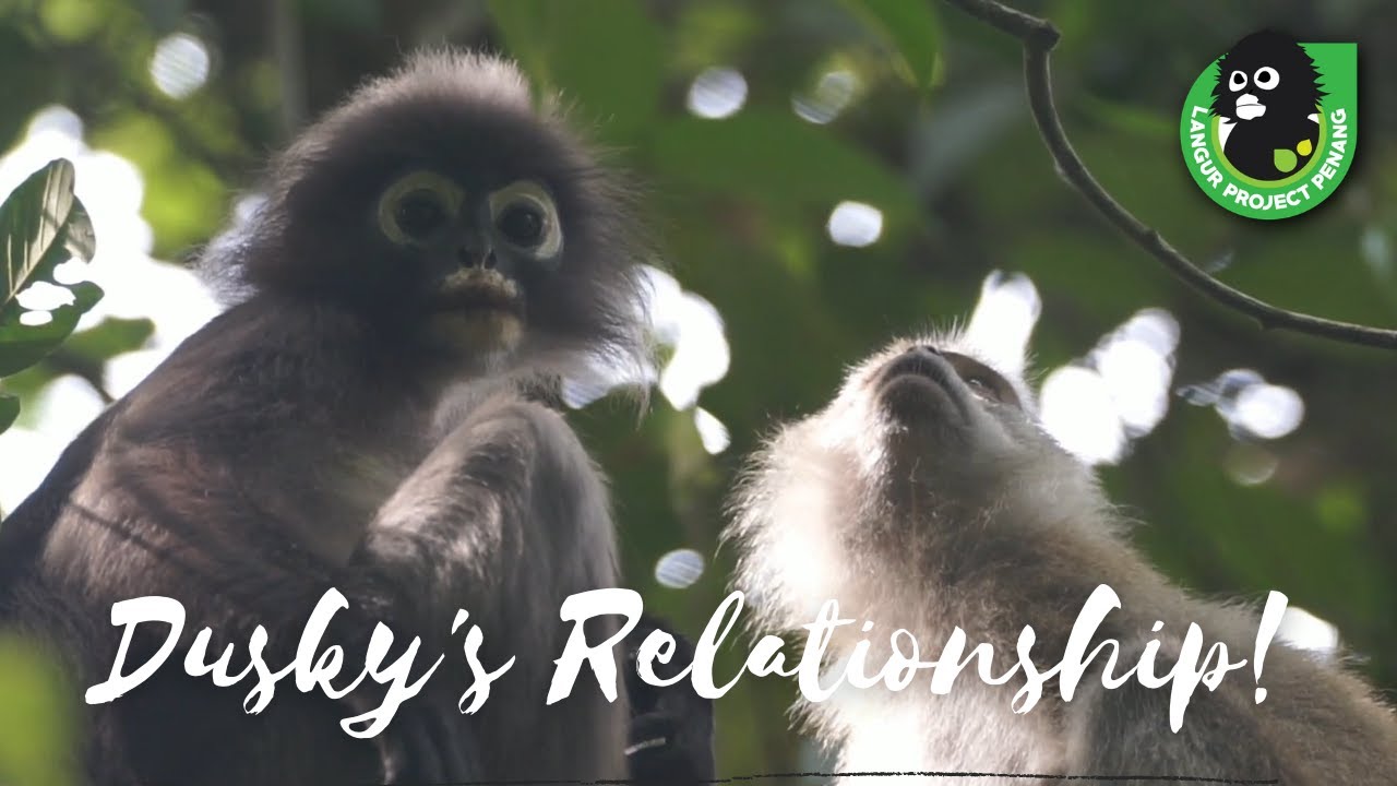 How do Dusky Langurs Maintain Their Family & Friends Relationship ...