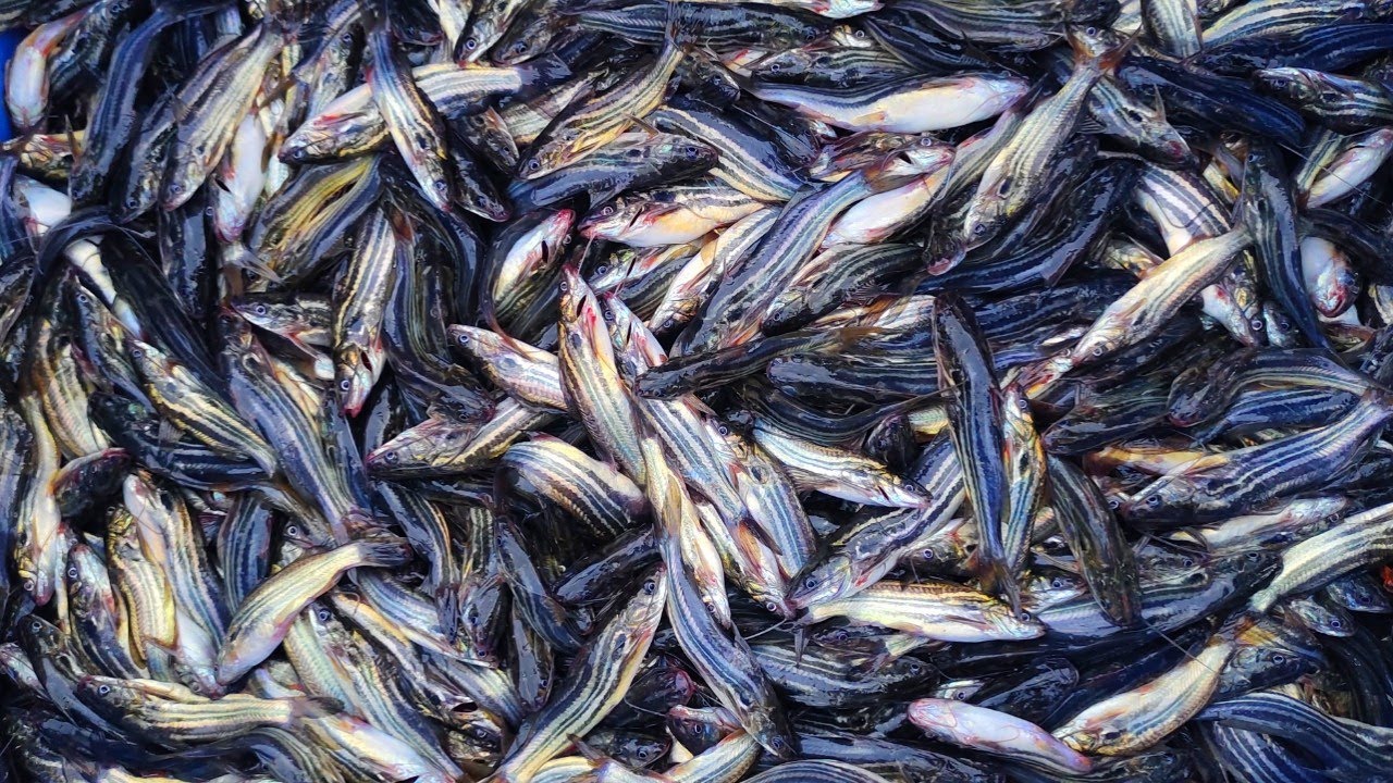 village fish দেখুন অনেক সস্তায় বিক্রি হচ্ছে চাঁদপুর শাহরাস্তি গন্দপুর ...