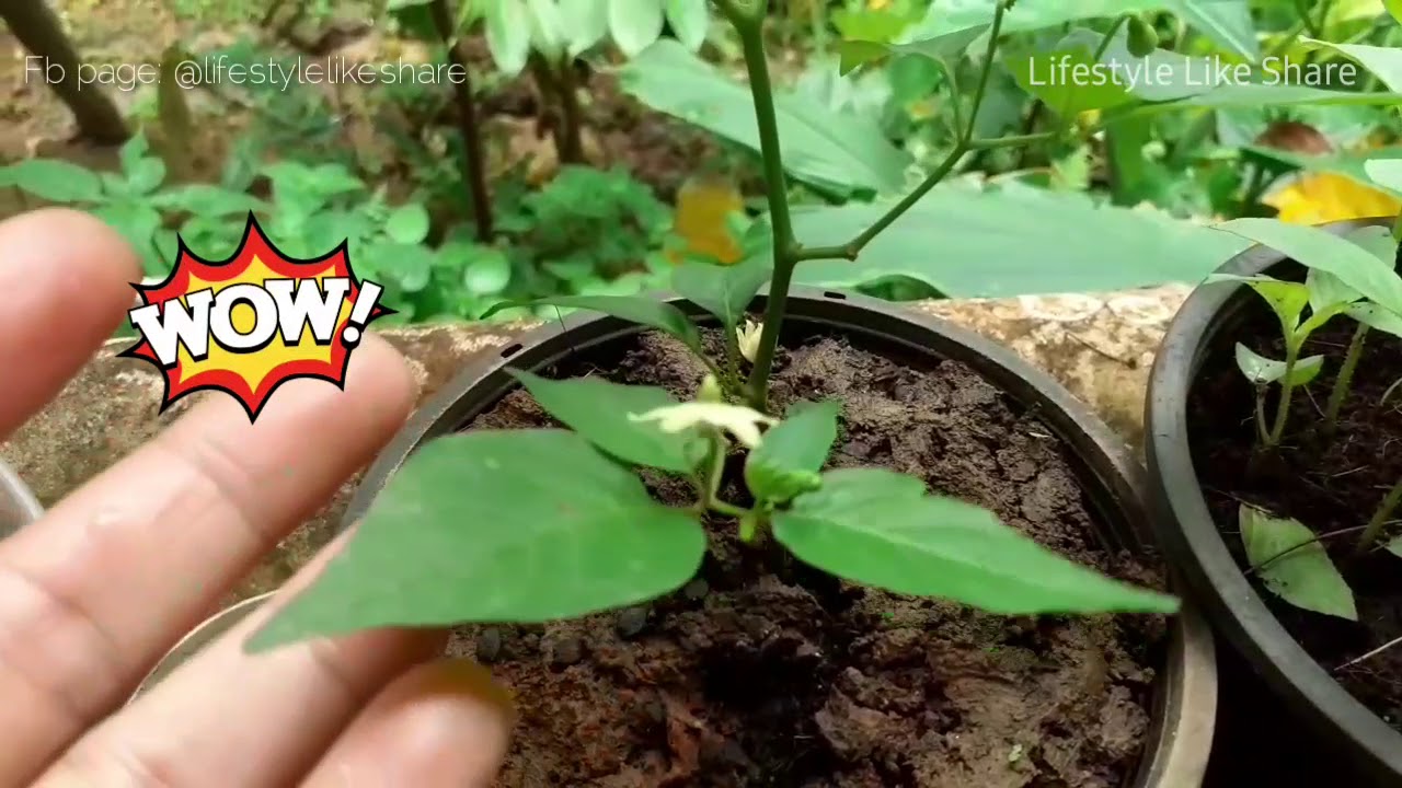 การปลูกพริก ปักชำต้นพริก ด้วยยอด - Planting pepper cuttings from chilli ...