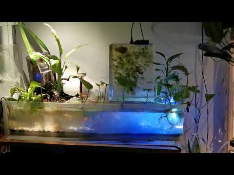 Full view of Indoor Tank Community Activity - YouTube