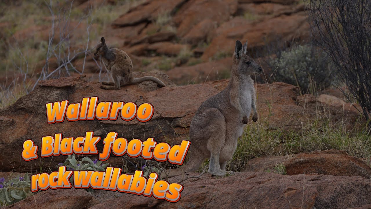 Wallaroos of Alice Springs 🦘 | Cliff-Hopping Kangaroos & Black-Footed ...