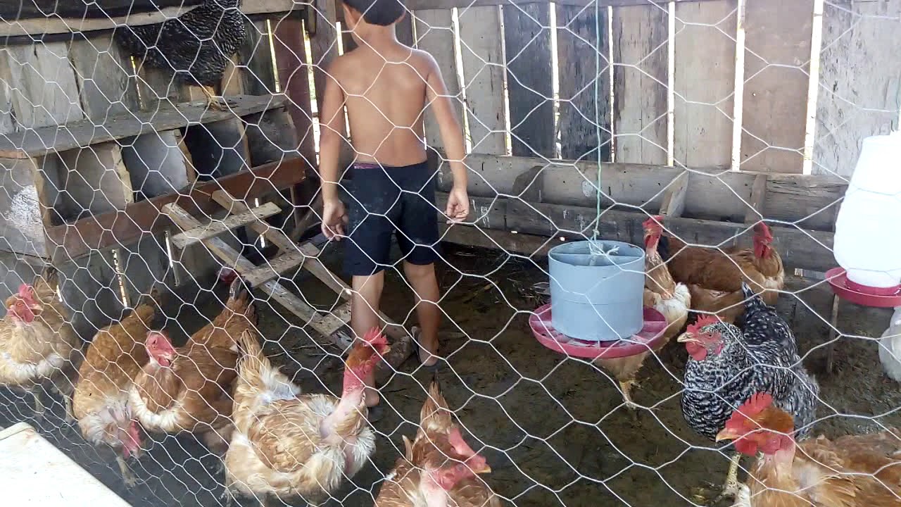 Criação de galinhas poedeiras - YouTube