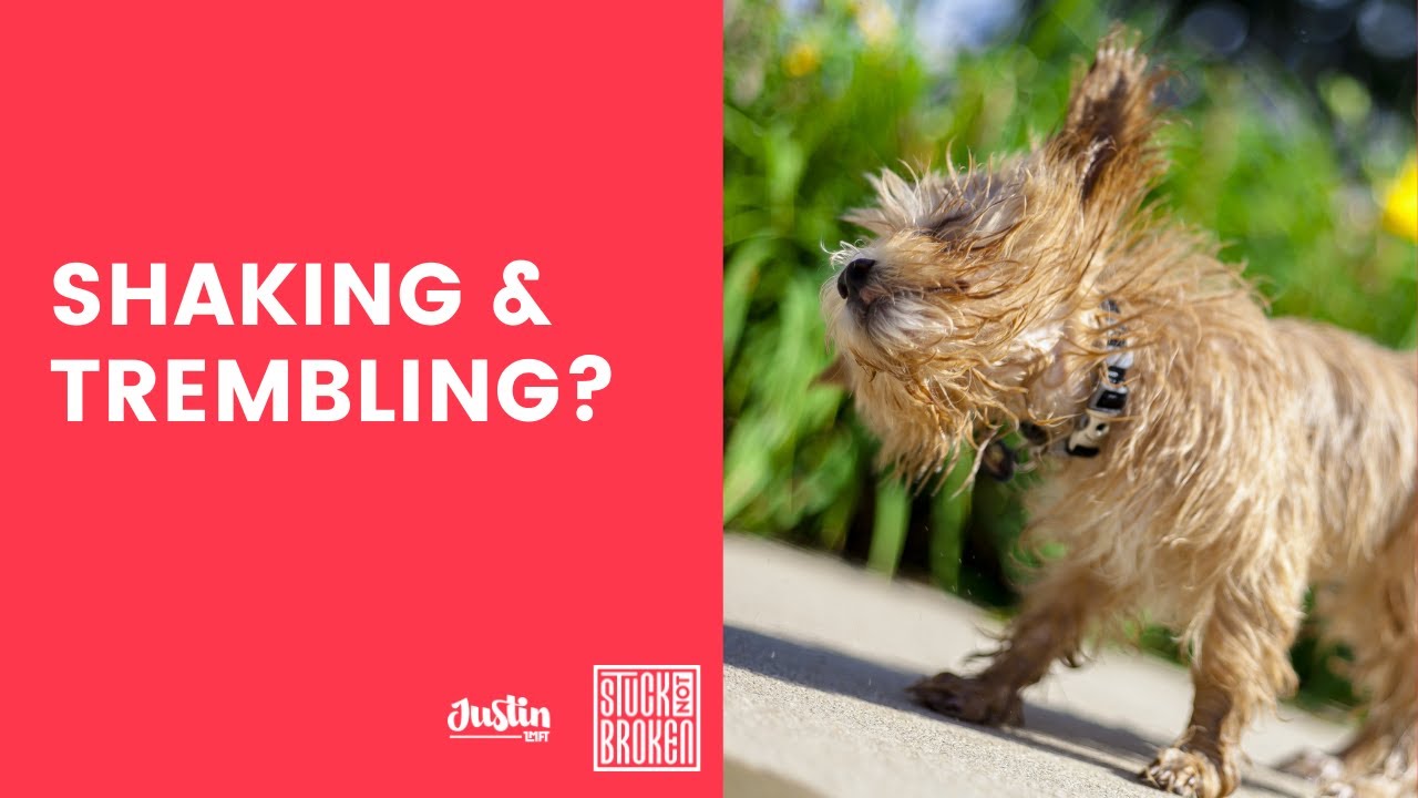 Shaking & Trembling to Release Trauma? - YouTube