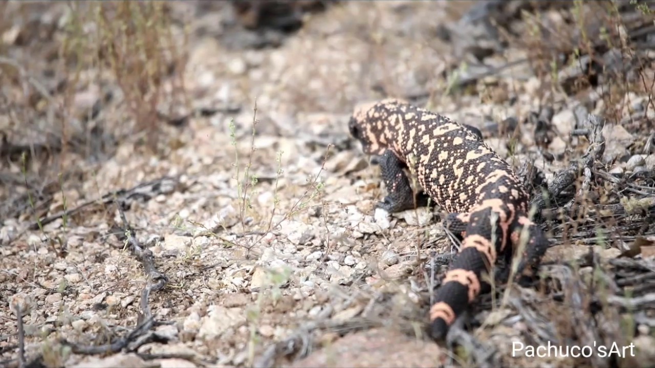 Gila Monster on the move - YouTube