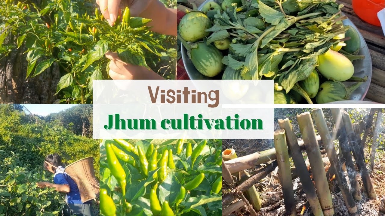 Visiting Jhum Cultivation | Cooking and Eating | Gongrai Nungâk - YouTube