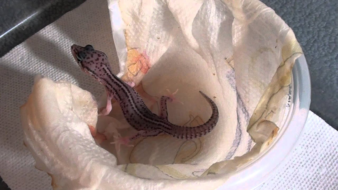 Leopard Gecko Genetics: Mack Snows - YouTube