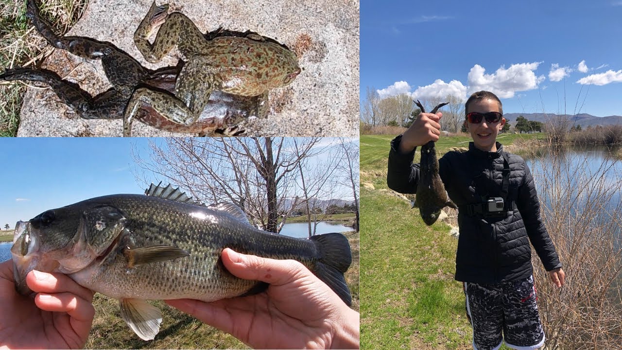 Bass And Bullfrog Fishing In Golf Course Ponds [Fish Caught!] - YouTube