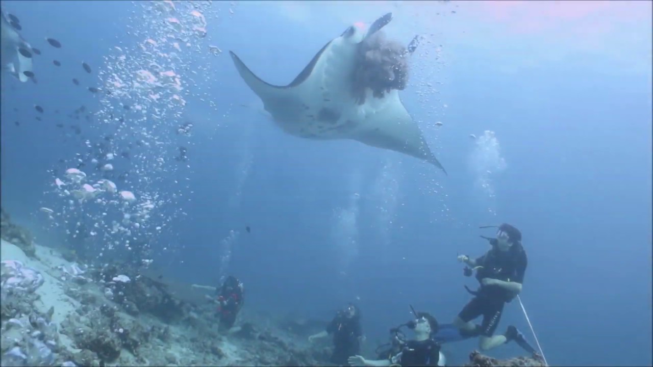 Scuba Diving Holidays and PADI Courses for Schools and Colleges - YouTube