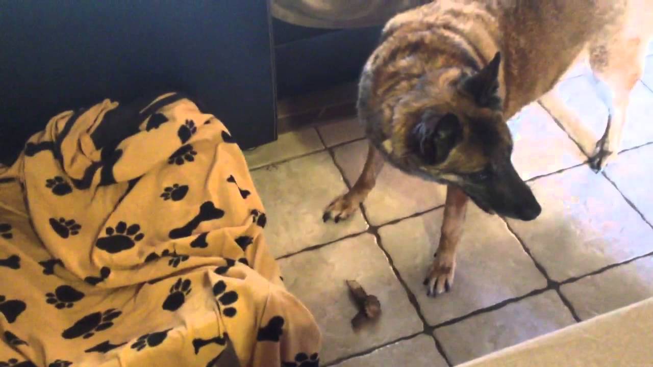 Onze ouwe zotte doos - YouTube
