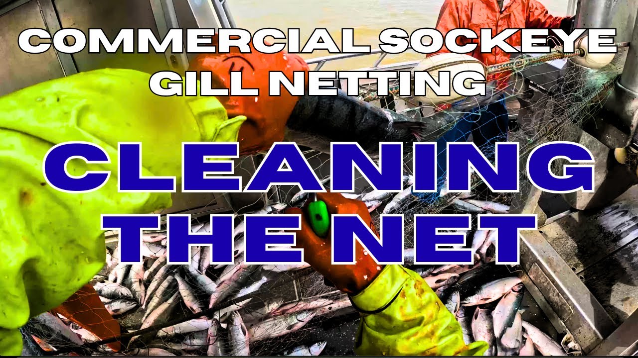 How to Pick Salmon Gill Net Fishing | F/V Kaizen | One of Bristol Bay's ...