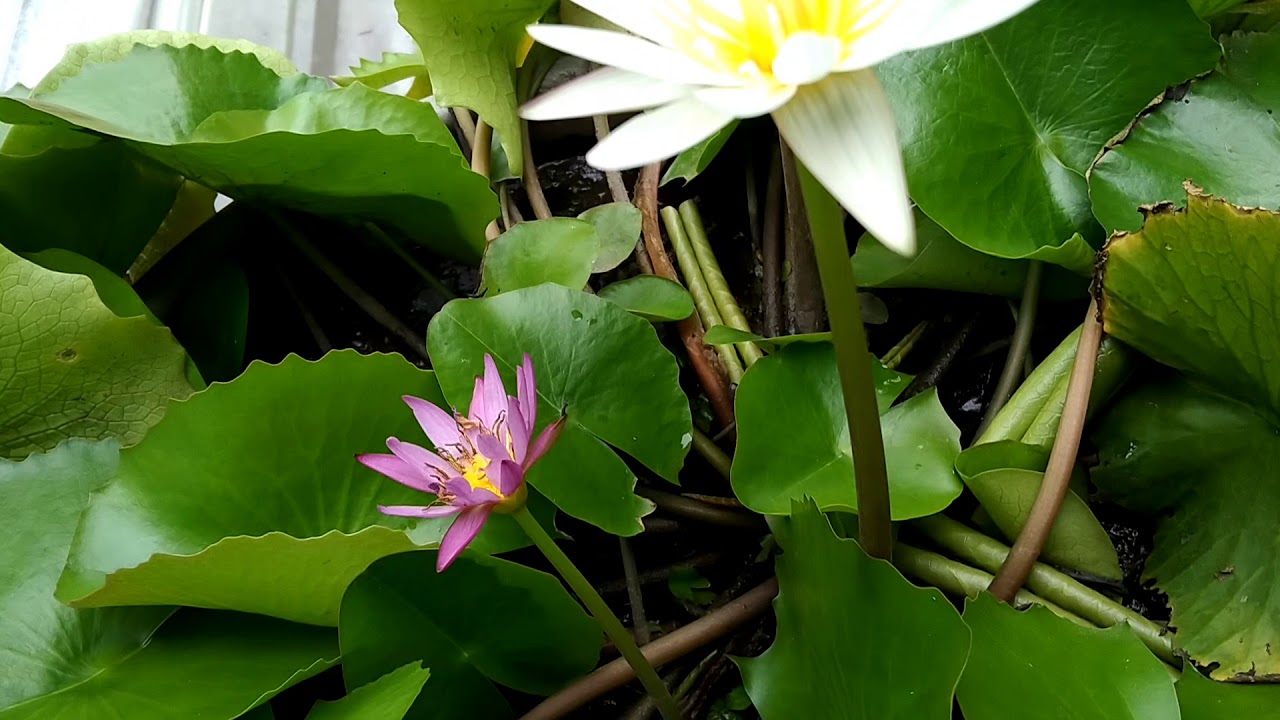 BUNGA TERATAI II Cara tanam pupuk dan pelihara tanaman teratai agar ...