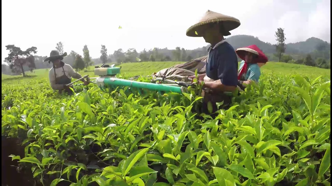 Melihat Proses Pemetikan Pucuk Teh Menggunakan Mesin Petik - Proses ...