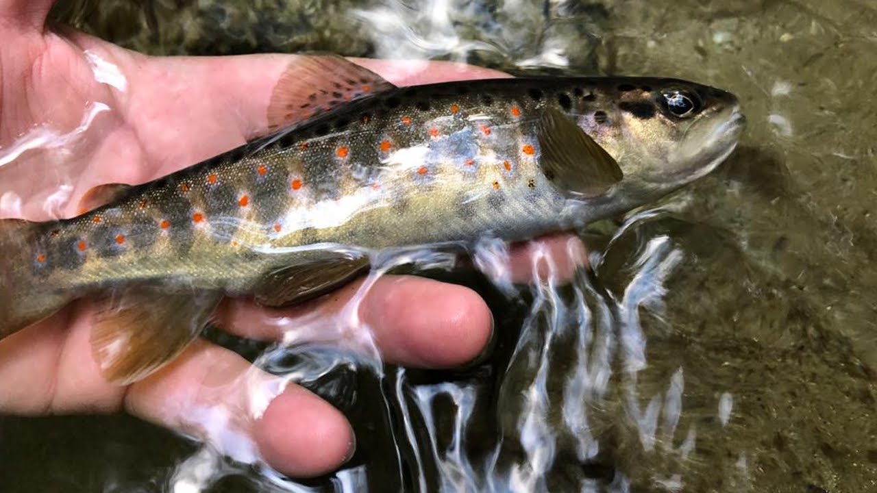 Populare Pastrav Indigen 2020 (Raul Avrig & Raul Sadu) - Fly Fishing ...