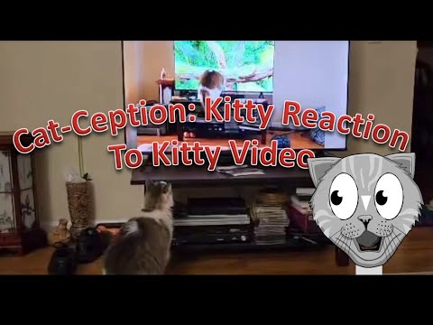 Cat-Ception: Kitty's Reaction To Own Kitty Video - YouTube