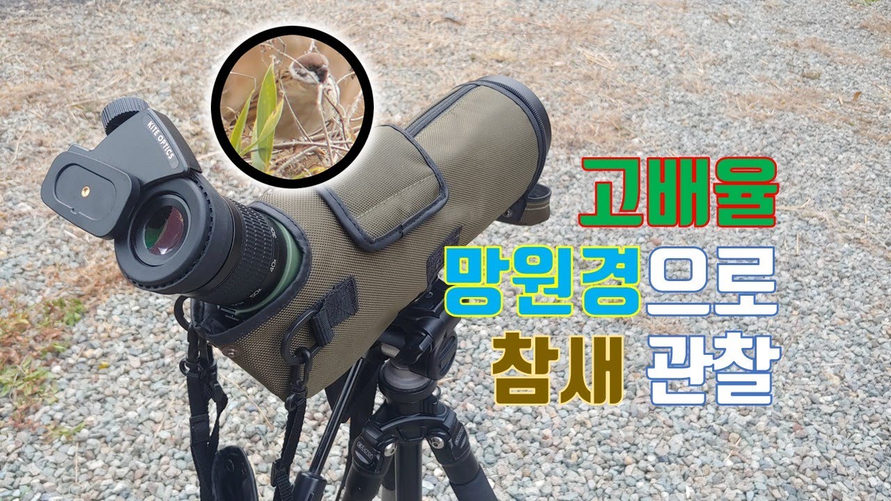 고배율(20배/40배/60배) 망원경 필드스코프로 관찰한 순천만의 참새를 카이트 스마트폰 어댑터(Kite Smartphone ...