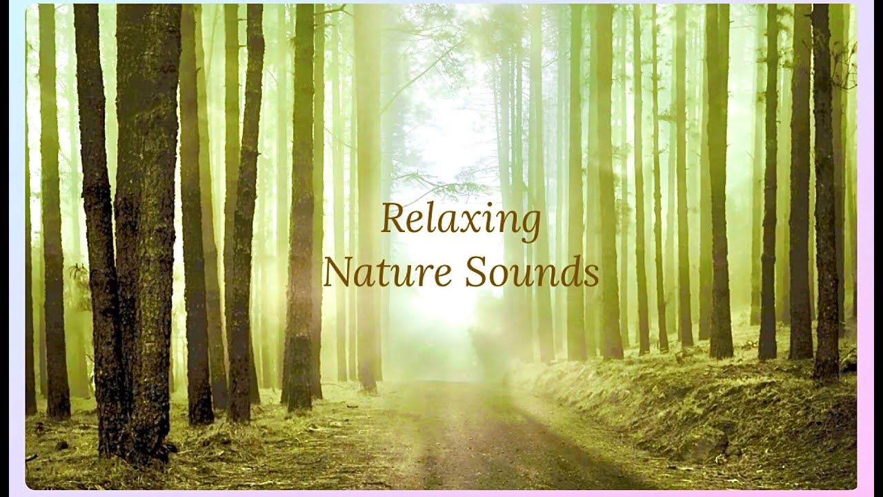 Relaxing Nature Sounds For Sleep, Study Birds Rain Thunder In The Woods ...