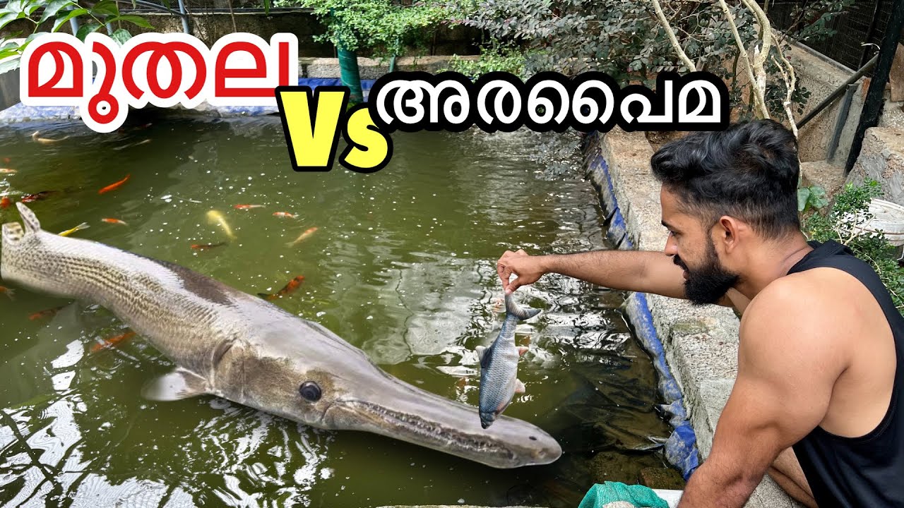 മുതലക്ക്‌ തിന്നാൻ "PLASTIC" മീനിനെ കൊടുത്തു!!! | Arapaima vs Aligator ...