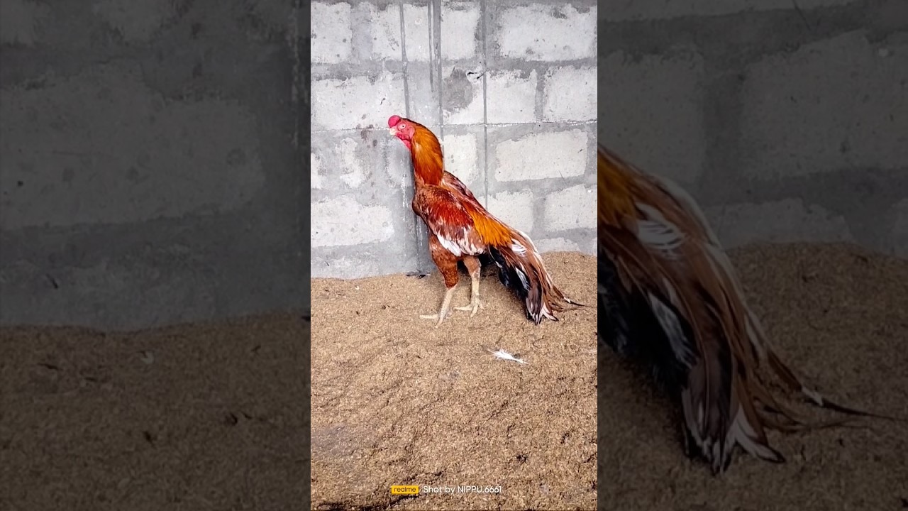 Nippu parrot beak farm puttalam 🇱🇰 New Entry ,, Next breeding king 😋 ...
