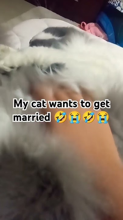 My cat wants to get married #straykids #skz #kpop - YouTube