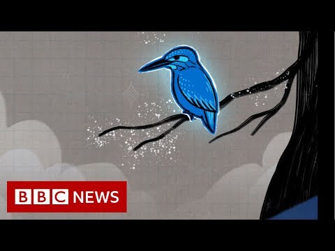 How a kingfisher helped reshape Japan's bullet train - BBC News
